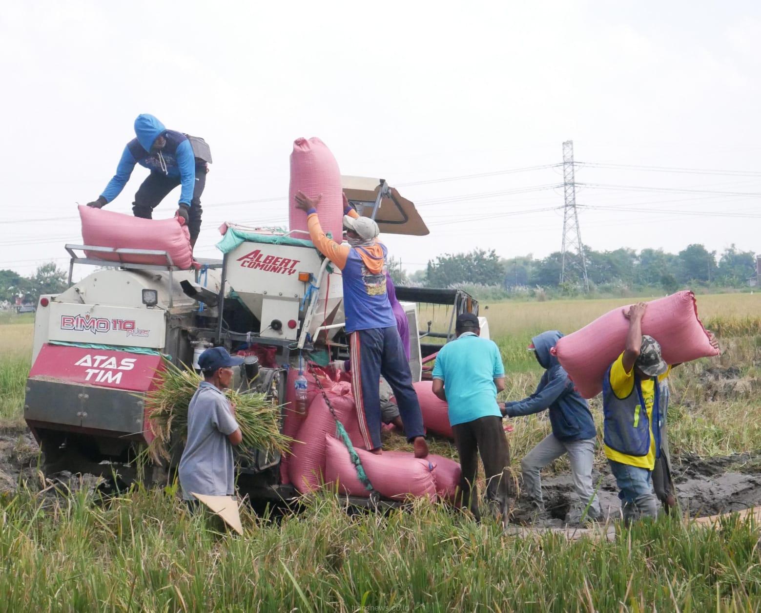 Pemkab Sidoarjo Ikuti Panen Raya Padi Serentak bersama Presiden di Desa Kemuning